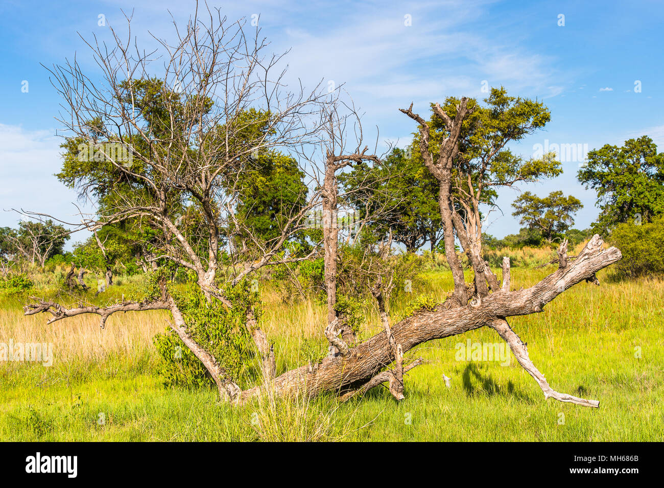 Tree at the Okavango Delta (Okavango Grassland), One of the Seven ...