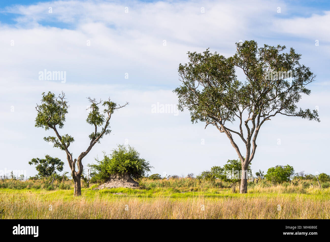 Tree at the Okavango Delta (Okavango Grassland), One of the Seven ...