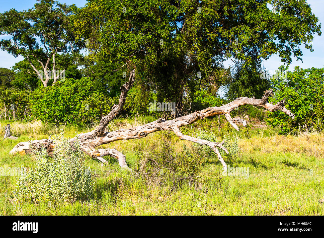 Landscape of the Okavango Delta (Okavango Grassland), One of the Seven ...