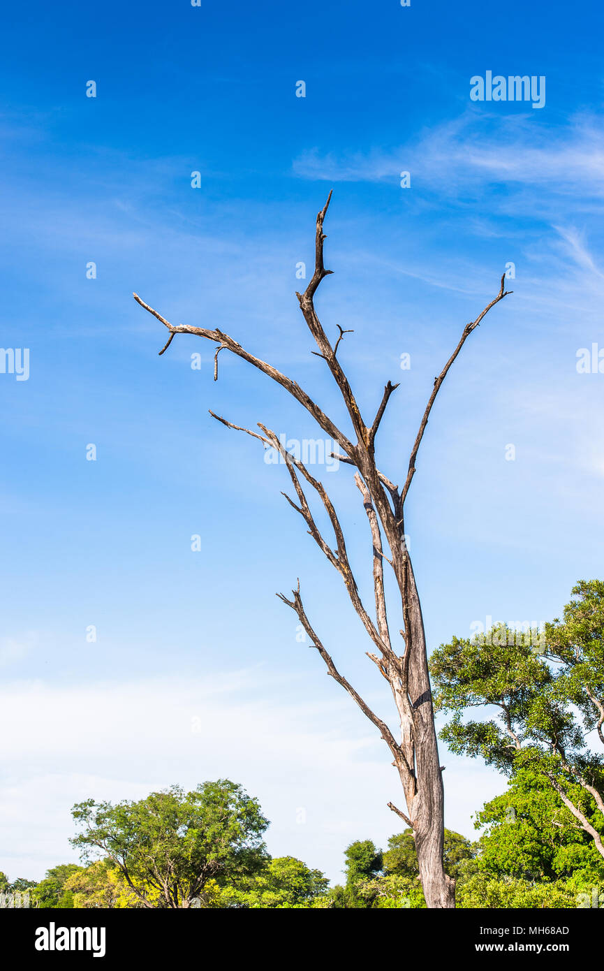 Tree at the Okavango Delta (Okavango Grassland), One of the Seven ...