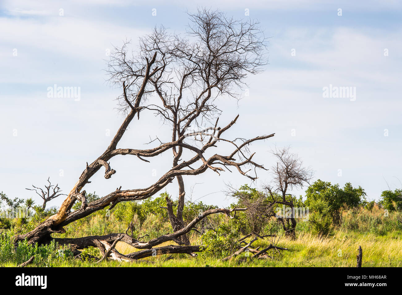 Tree at the Okavango Delta (Okavango Grassland), One of the Seven ...
