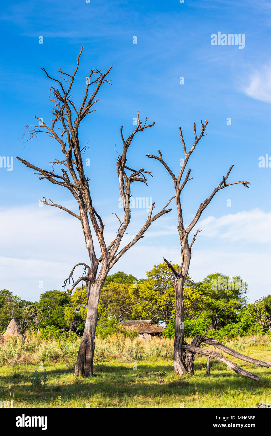 Tree at the Okavango Delta (Okavango Grassland), One of the Seven ...