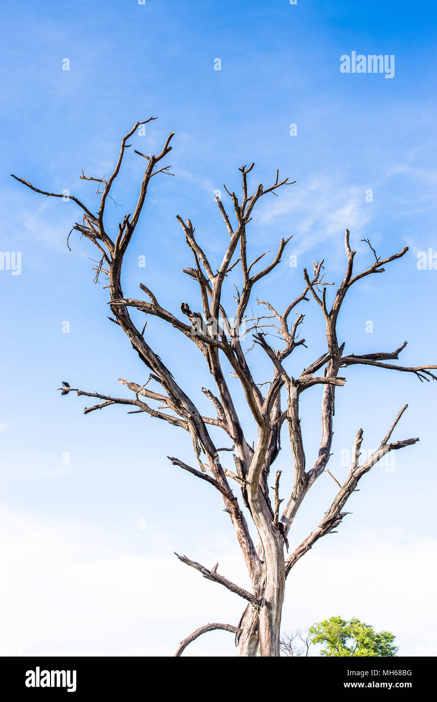 Tree at the Okavango Delta (Okavango Grassland), One of the Seven ...