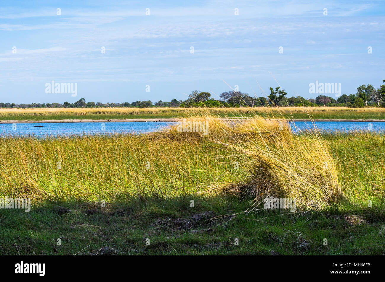 Landscape of the Okavango Delta (Okavango Grassland), One of the Seven ...