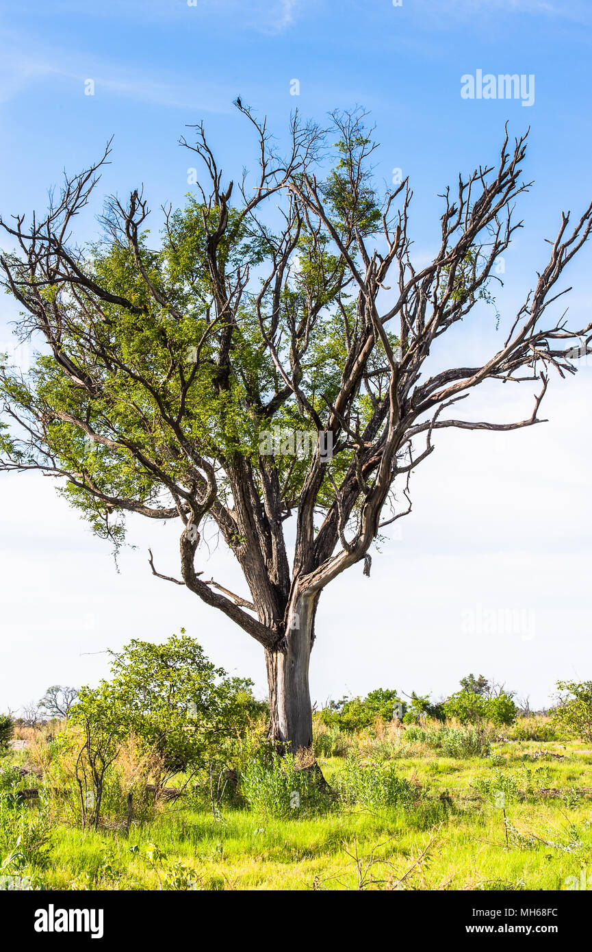Tree at the Okavango Delta (Okavango Grassland), One of the Seven ...