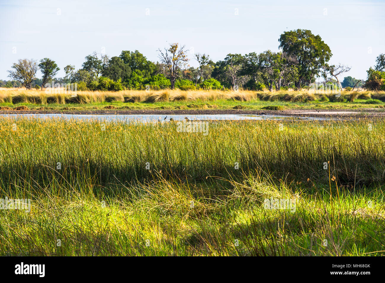 Landscape of the Okavango Delta (Okavango Grassland), One of the Seven ...