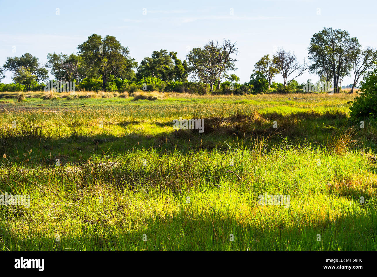 Landscape of the Okavango Delta (Okavango Grassland), One of the Seven ...