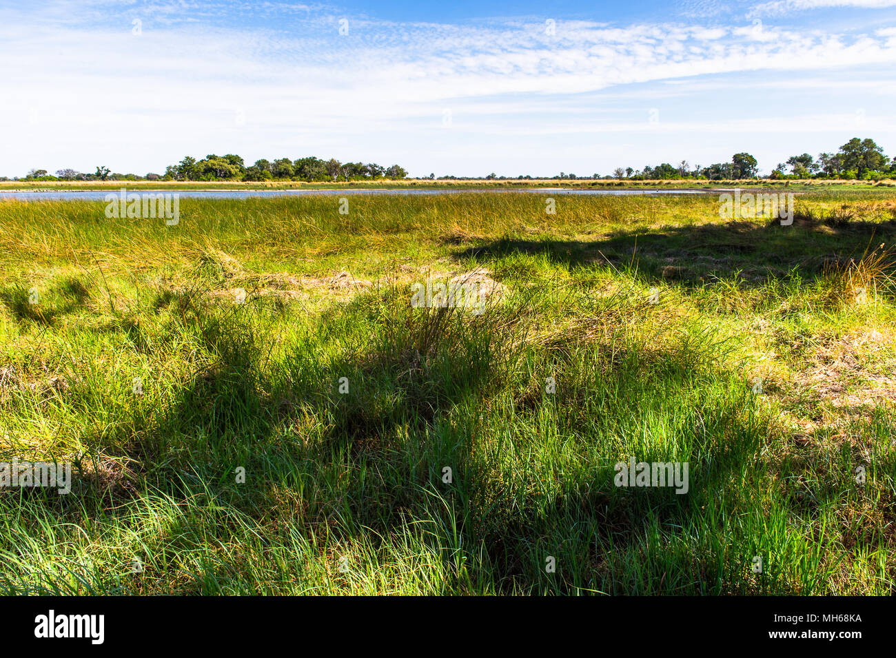 Landscape of the Okavango Delta (Okavango Grassland), One of the Seven ...