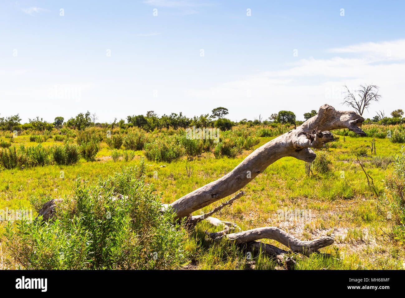 Tree at the Okavango Delta (Okavango Grassland), One of the Seven ...
