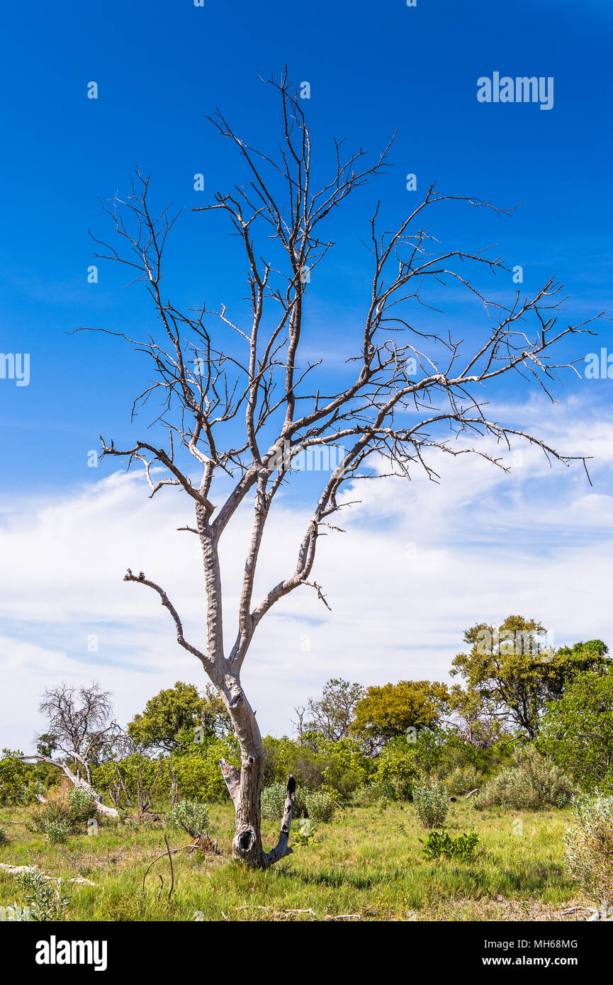 Tree at the Okavango Delta (Okavango Grassland), One of the Seven ...