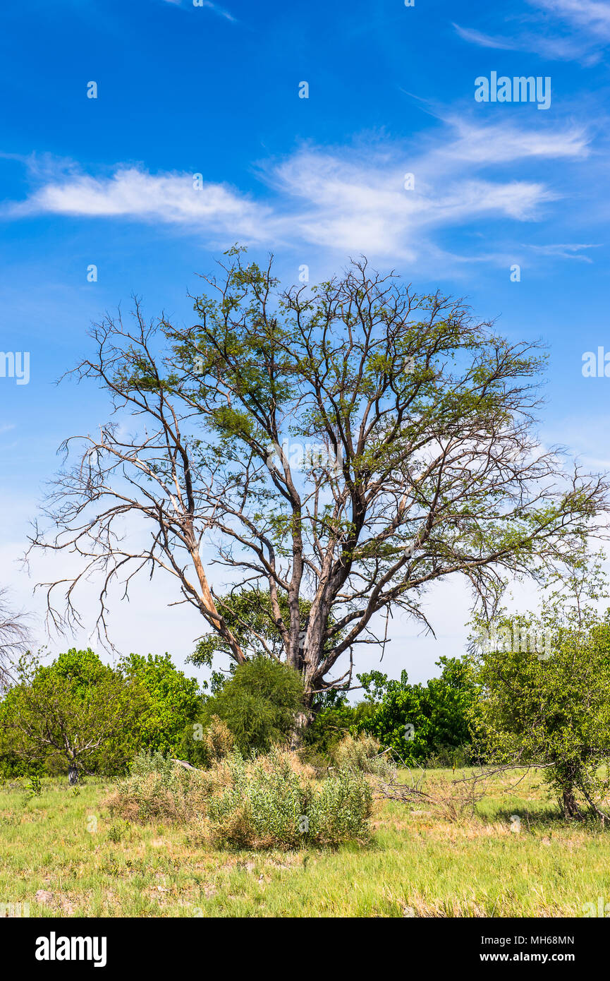 Tree at the Okavango Delta (Okavango Grassland), One of the Seven ...