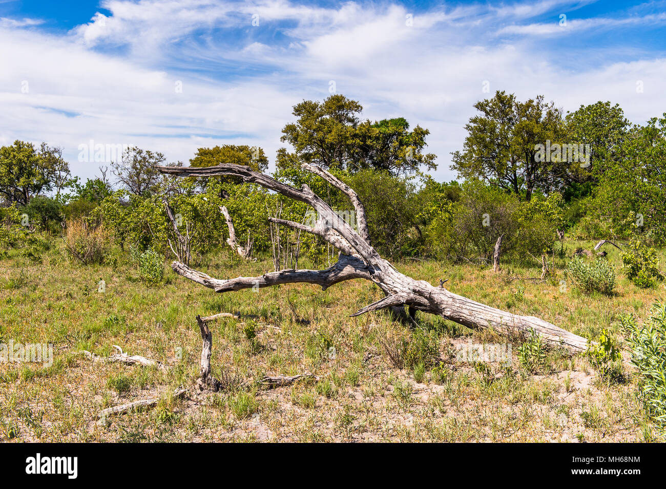 Landscape of the Okavango Delta (Okavango Grassland), One of the Seven ...