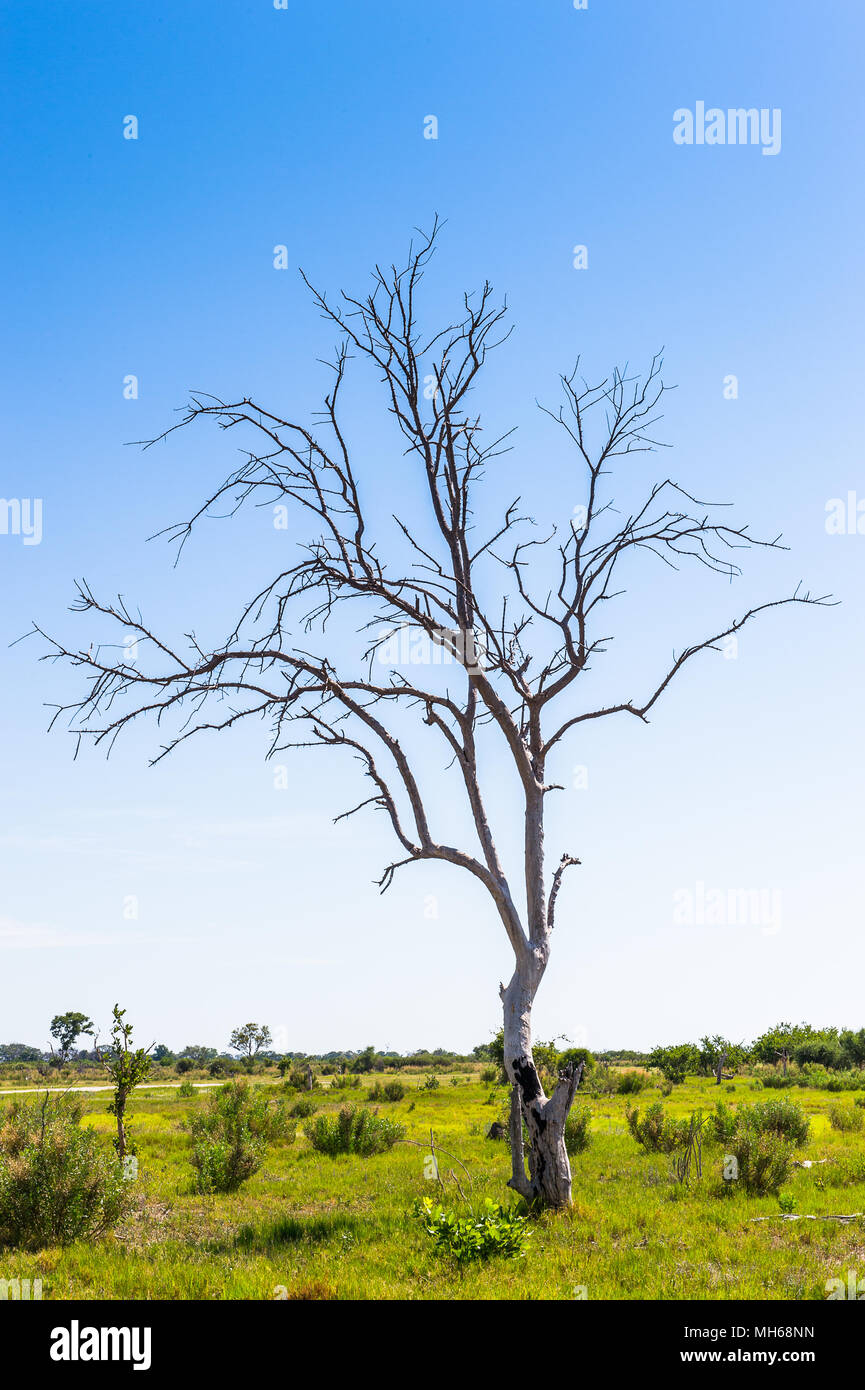 Tree at the Okavango Delta (Okavango Grassland), One of the Seven ...