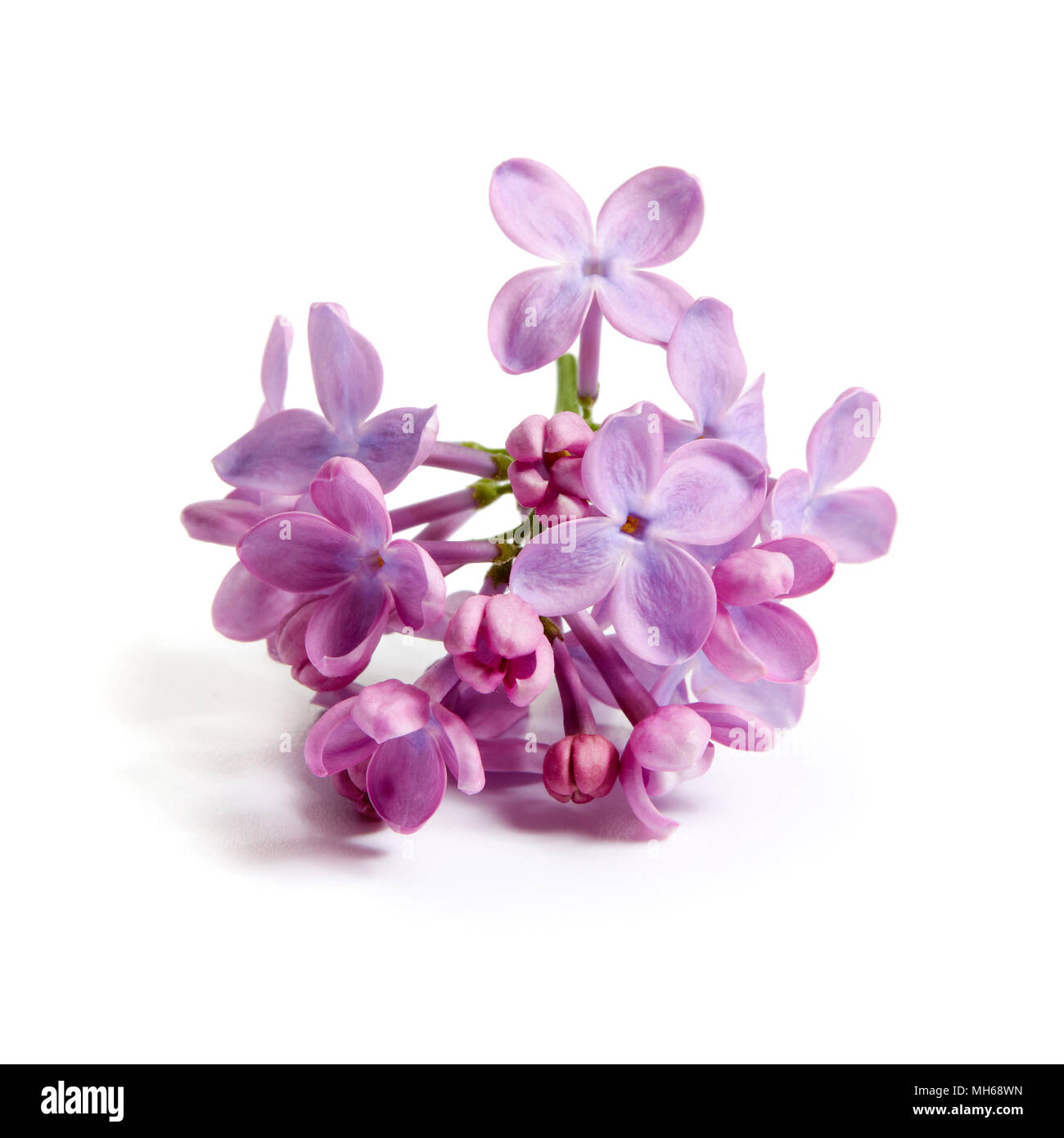 Lilac flowers macro shot hi-res stock photography and images - Alamy