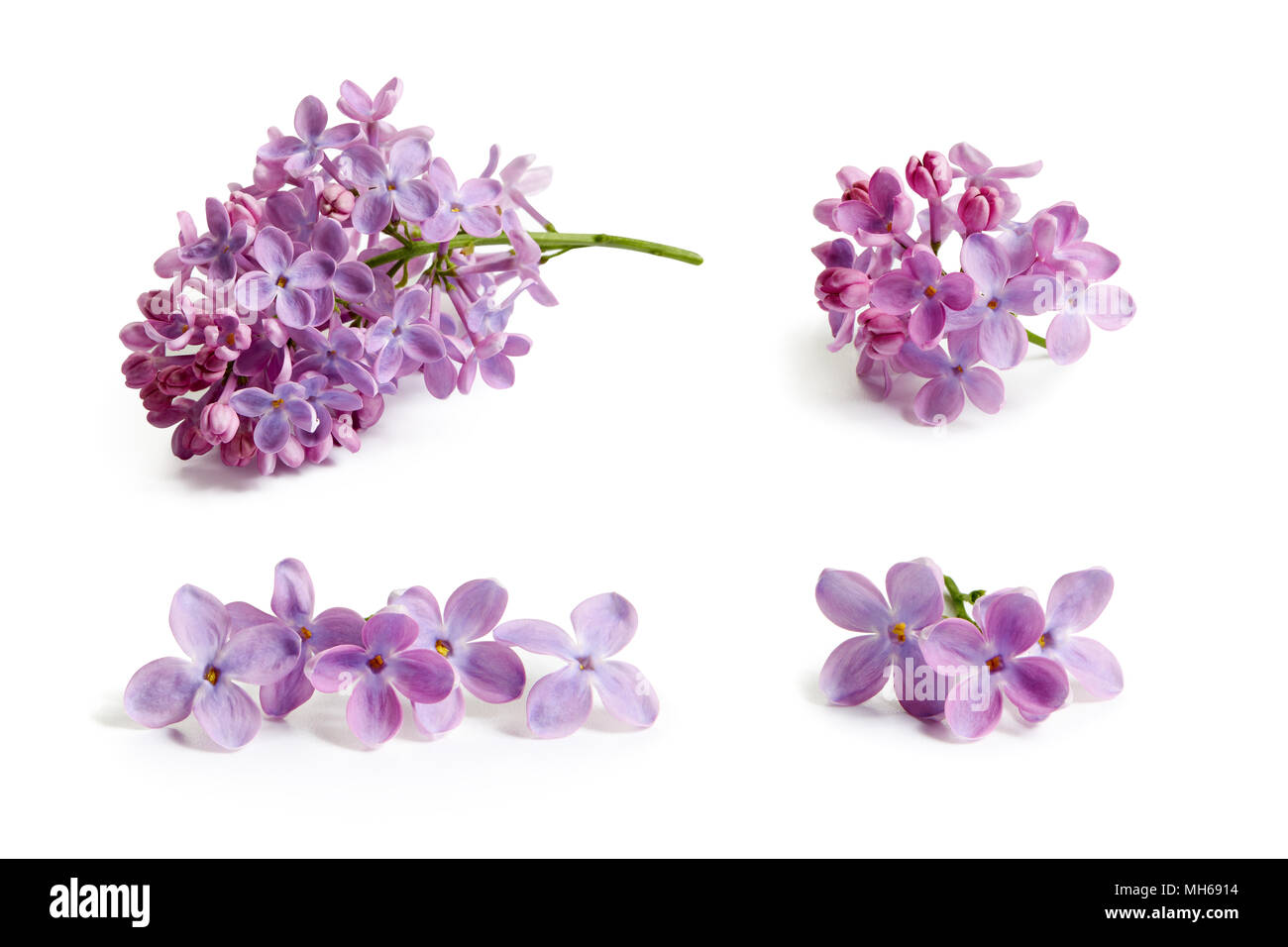 Bush white flowers on Cut Out Stock Images & Pictures - Alamy