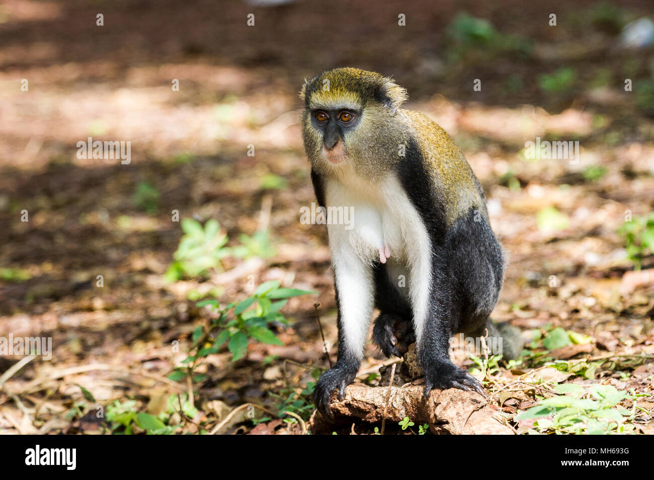 Cercopithecus mona, Ghanaian monkey sits on the ground Stock Photo - Alamy
