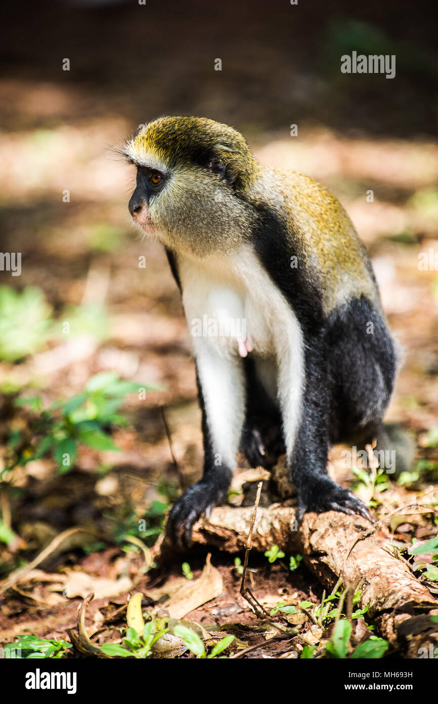 Cercopithecus mona, Ghanaian monkey sits on the ground Stock Photo - Alamy