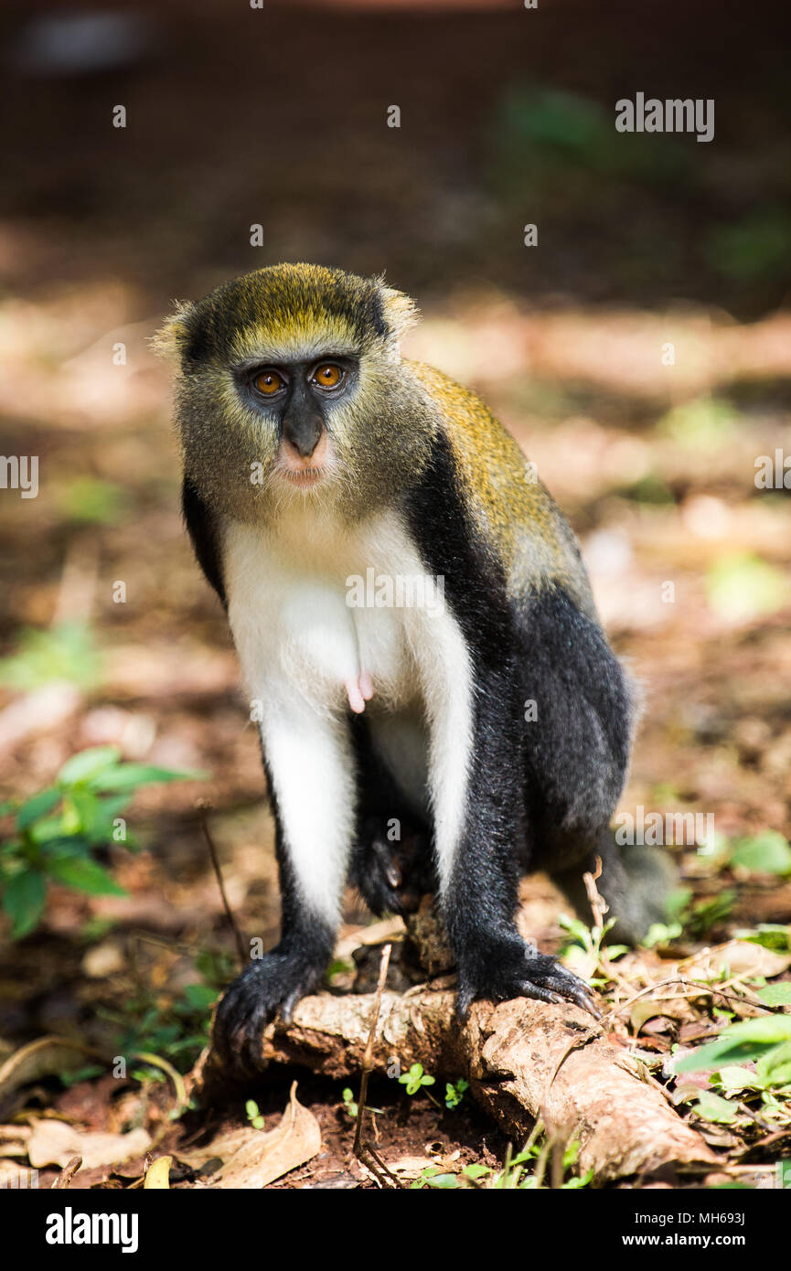 Cercopithecus mona, Ghanaian monkey sits on the ground Stock Photo - Alamy