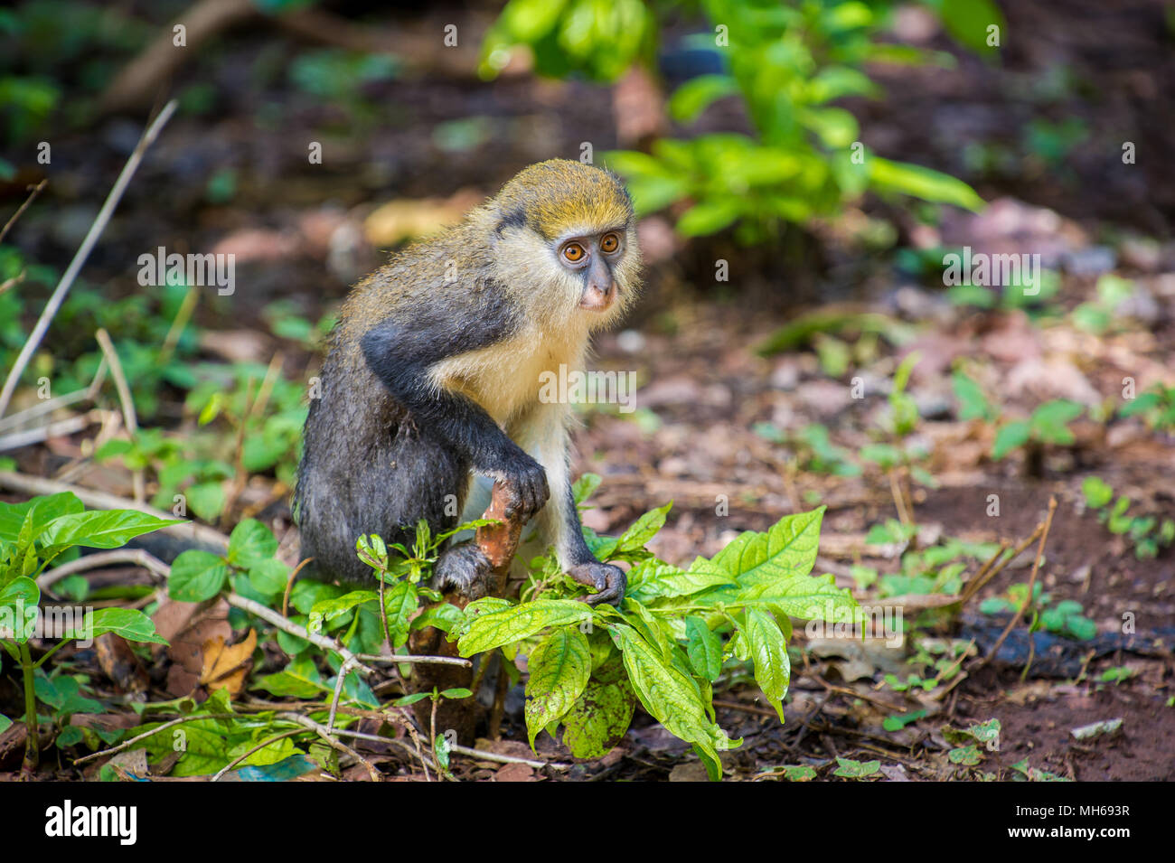 Cercopithecus mona, Ghanaian monkey sits on the ground Stock Photo - Alamy