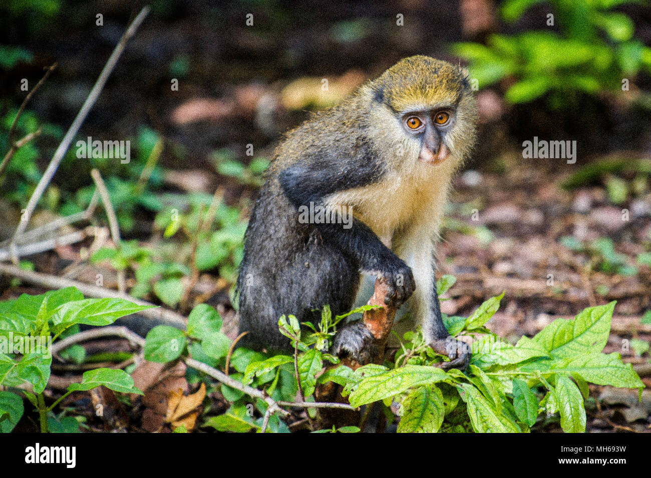 Cercopithecus mona, Ghanaian monkey sits on the ground Stock Photo - Alamy