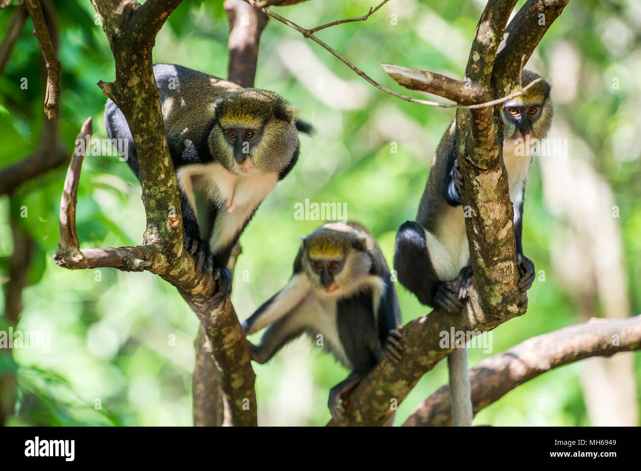 Cercopithecus mona, Ghanaian monkey on the tree Stock Photo - Alamy
