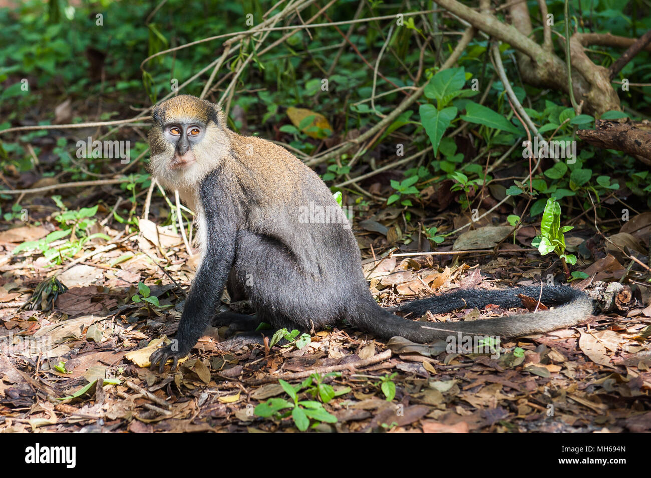 Cercopithecus mona, Ghanaian monkey jumps on the ground Stock Photo - Alamy