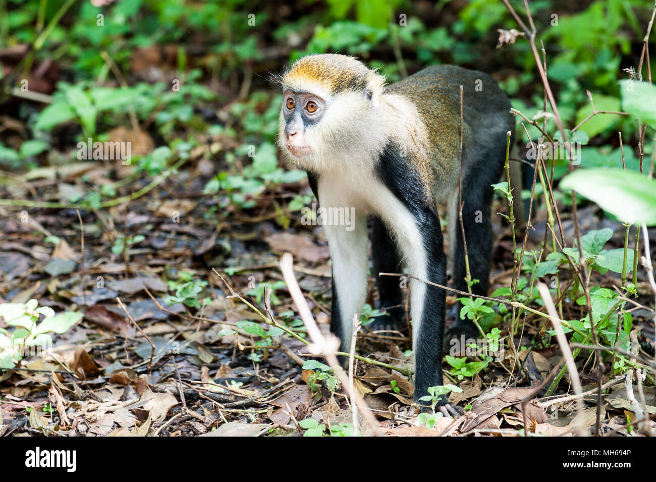 Cercopithecus mona, Ghanaian monkey jumps on the ground Stock Photo - Alamy