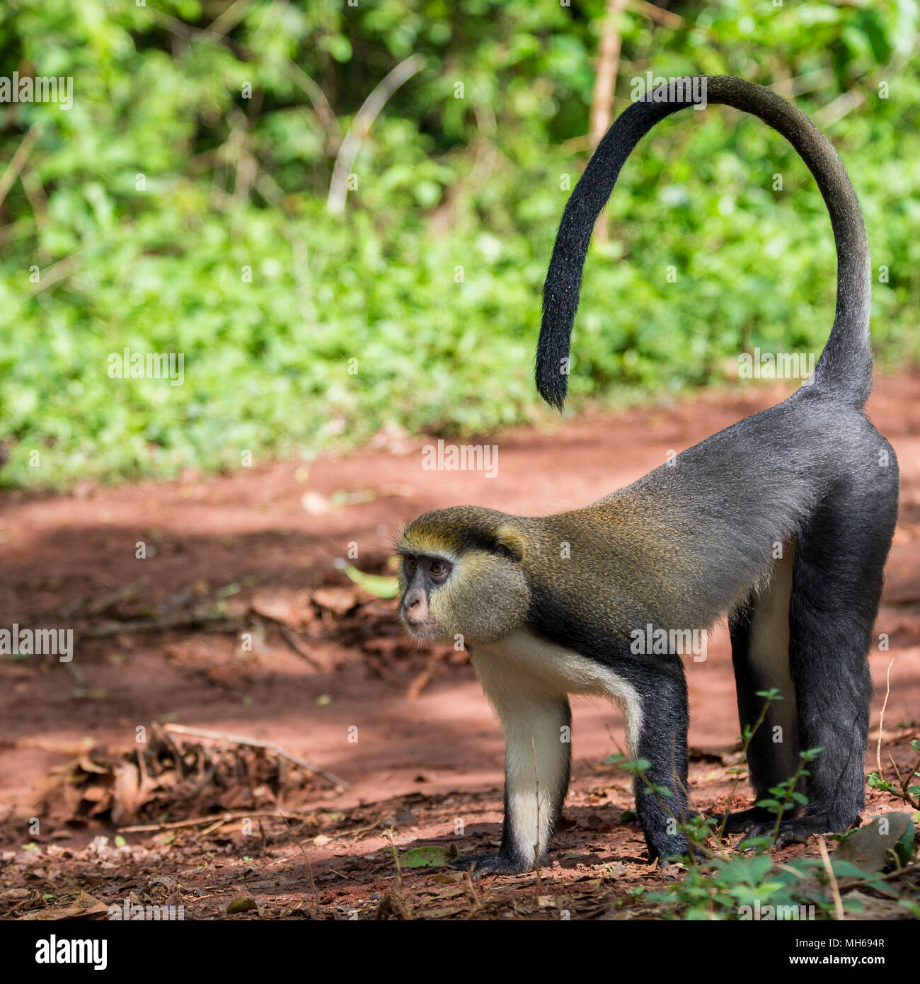 Cercopithecus mona, Ghanaian monkey jumps on the ground Stock Photo - Alamy