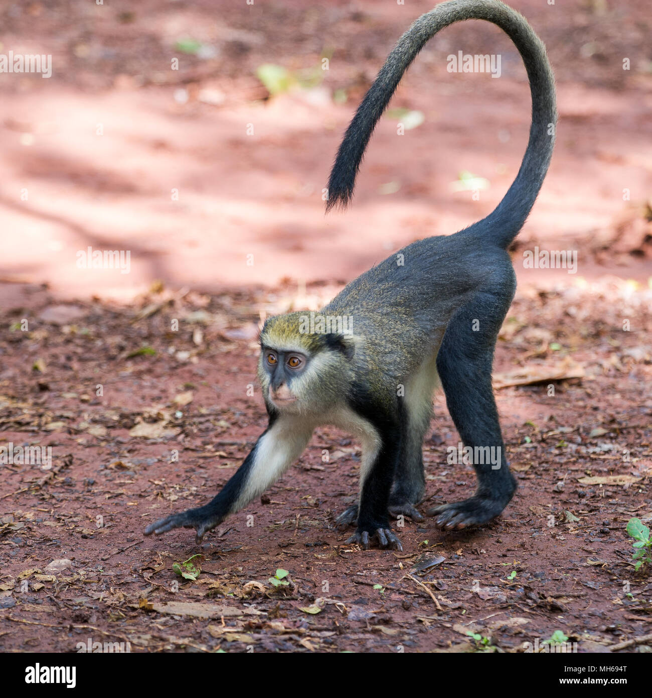 Wild monkey jumps hi-res stock photography and images - Alamy