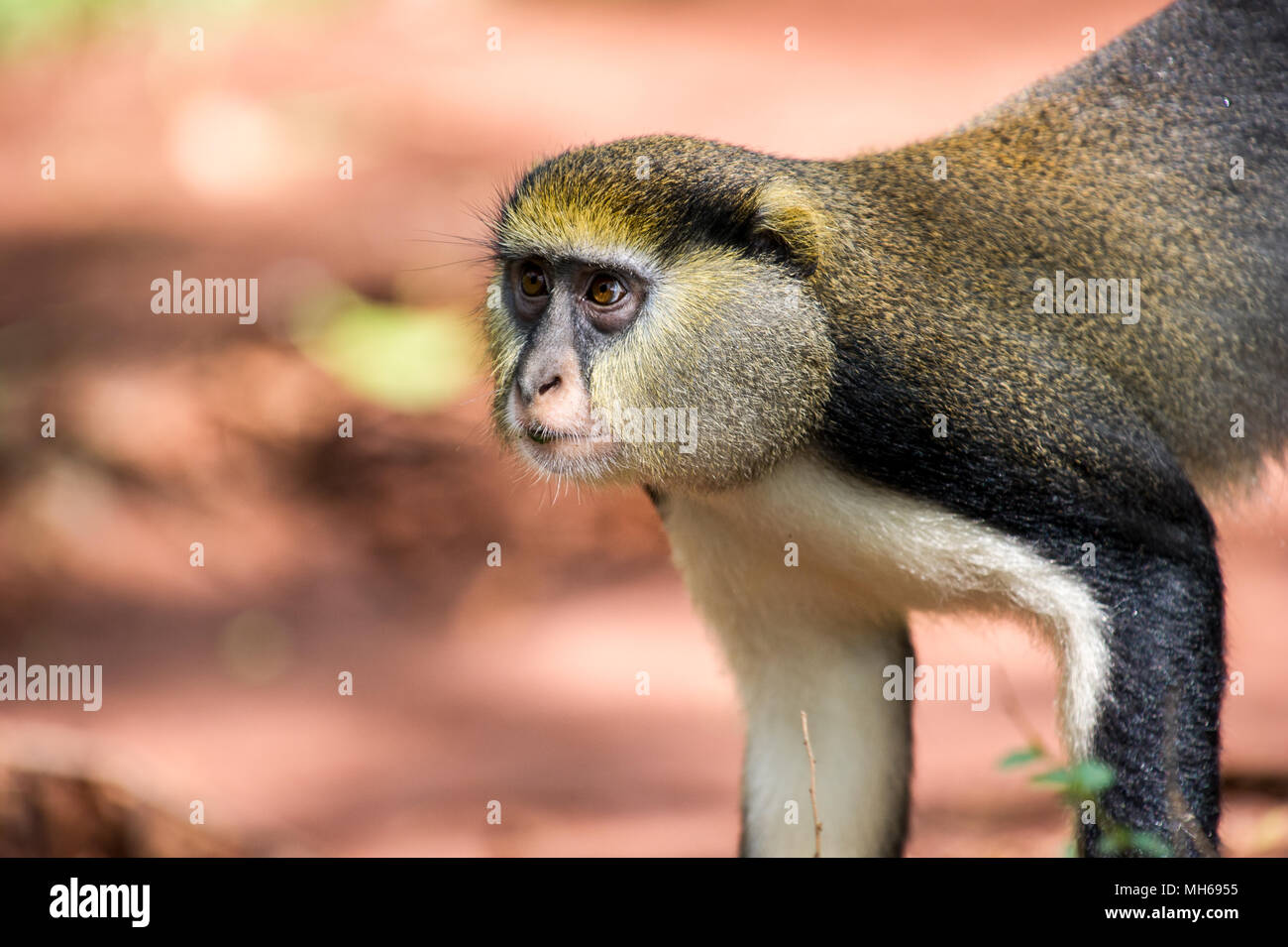 Cercopithecus mona, Ghanaian monkey close up Stock Photo - Alamy