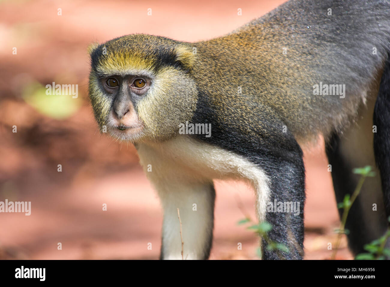 Chimpanzee west africa rain forest hi-res stock photography and images ...