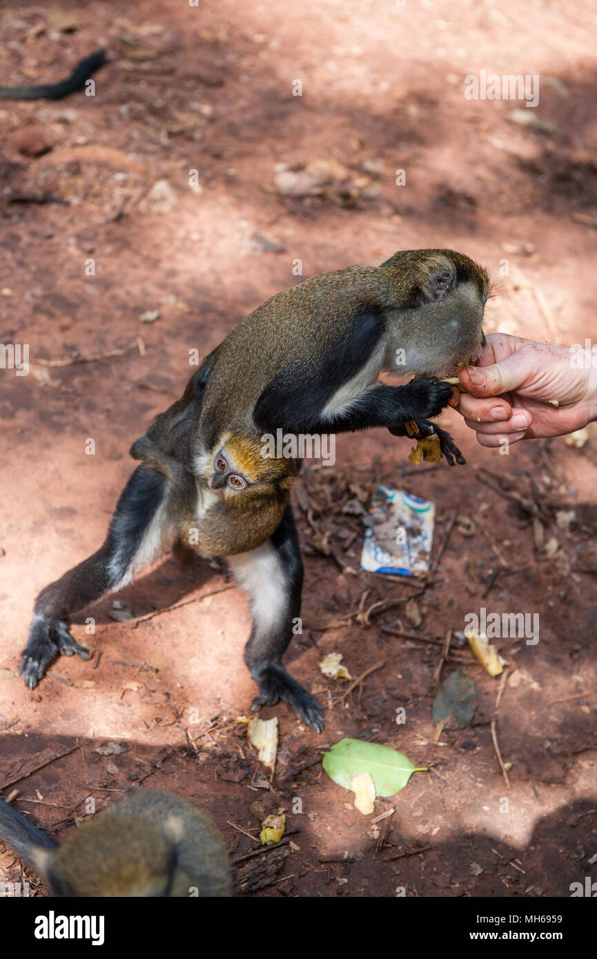 Cercopithecus mona, Ghanaian monkey close up Stock Photo - Alamy