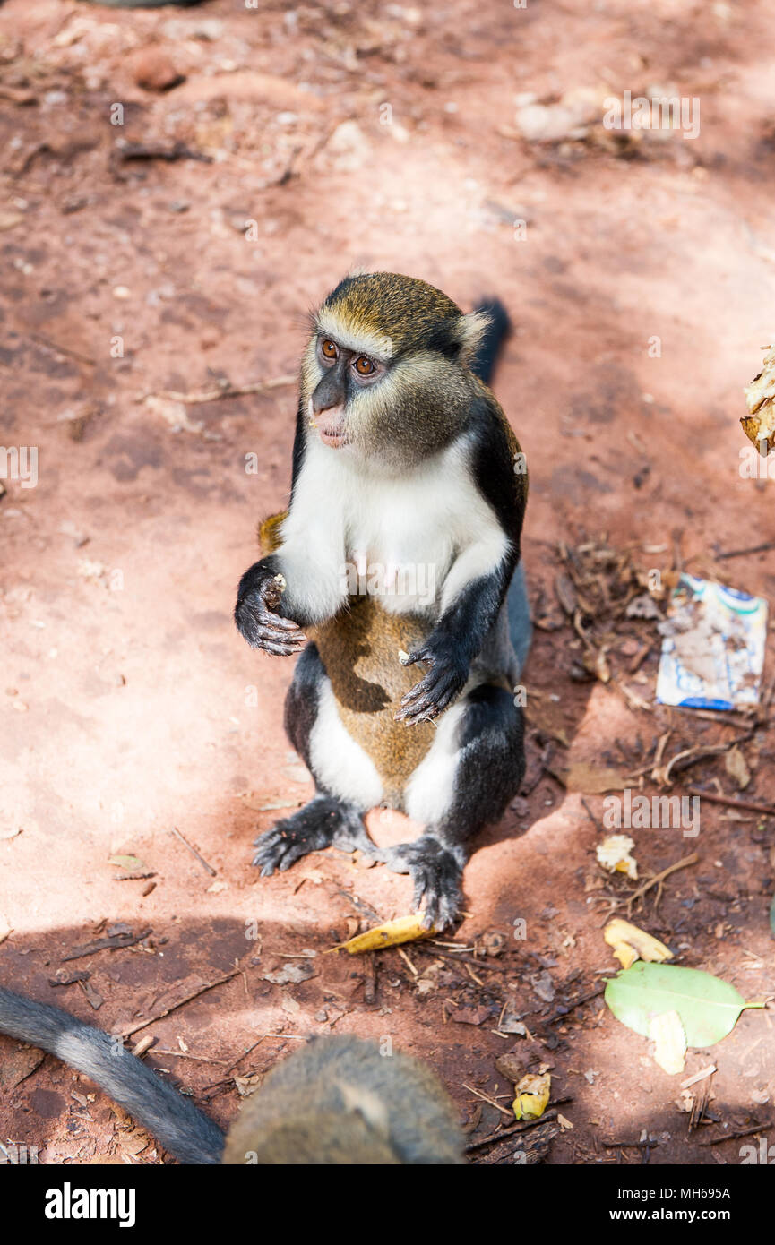 Cercopithecus mona, Ghanaian monkey close up Stock Photo - Alamy