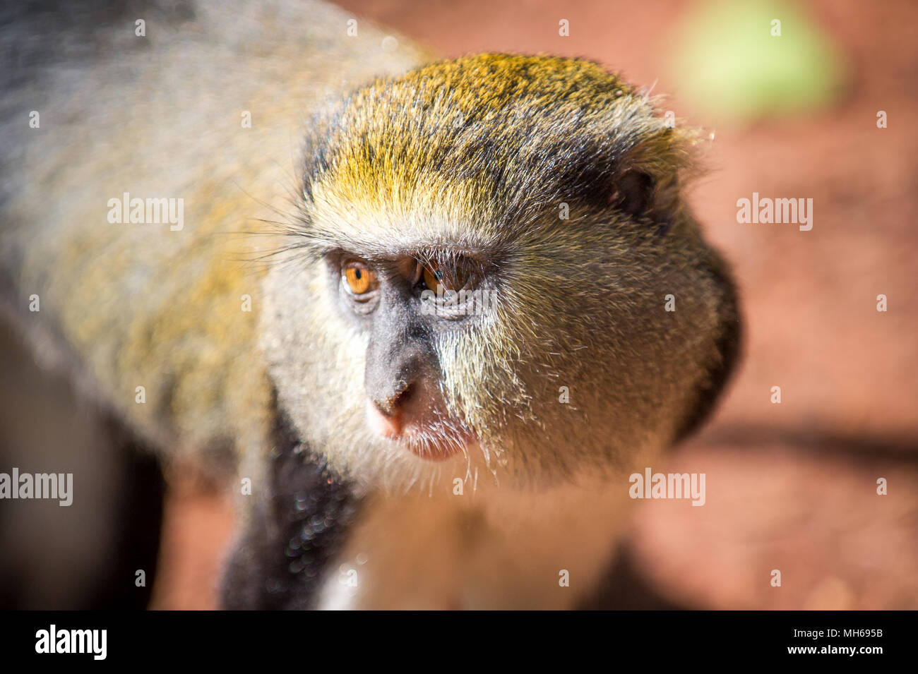 Cercopithecus mona, Ghanaian monkey close up Stock Photo - Alamy