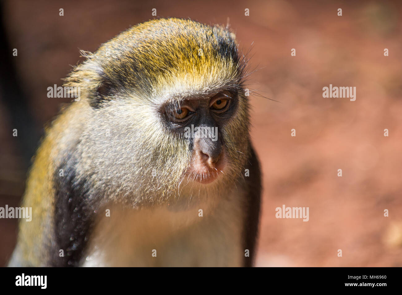 Cercopithecus mona, Ghanaian monkey close up Stock Photo - Alamy