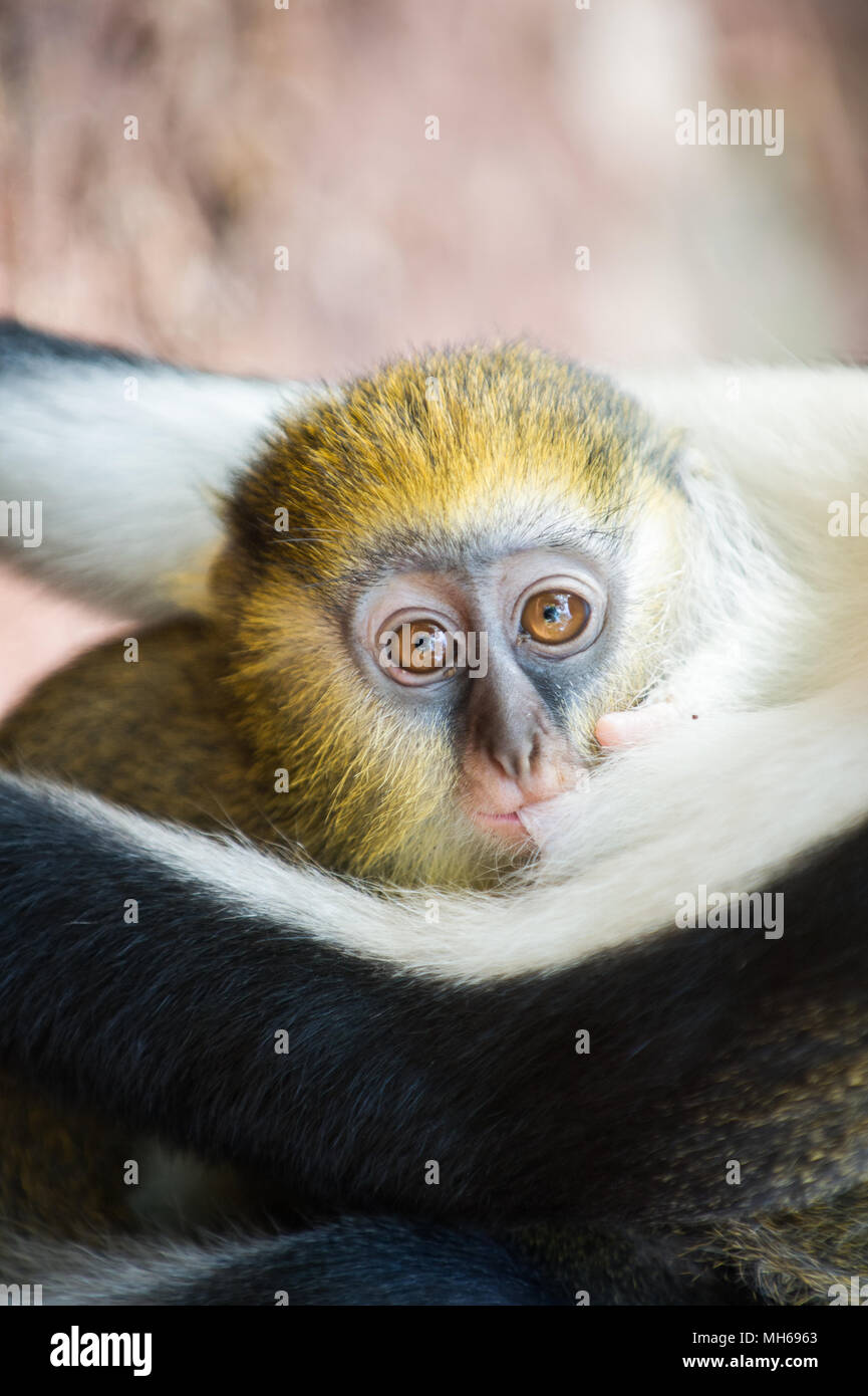 Cercopithecus mona, Ghanaian monkey's little baby cub Stock Photo - Alamy