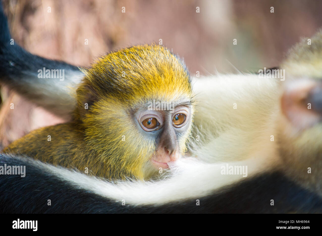 Mona monkeys hi-res stock photography and images - Alamy