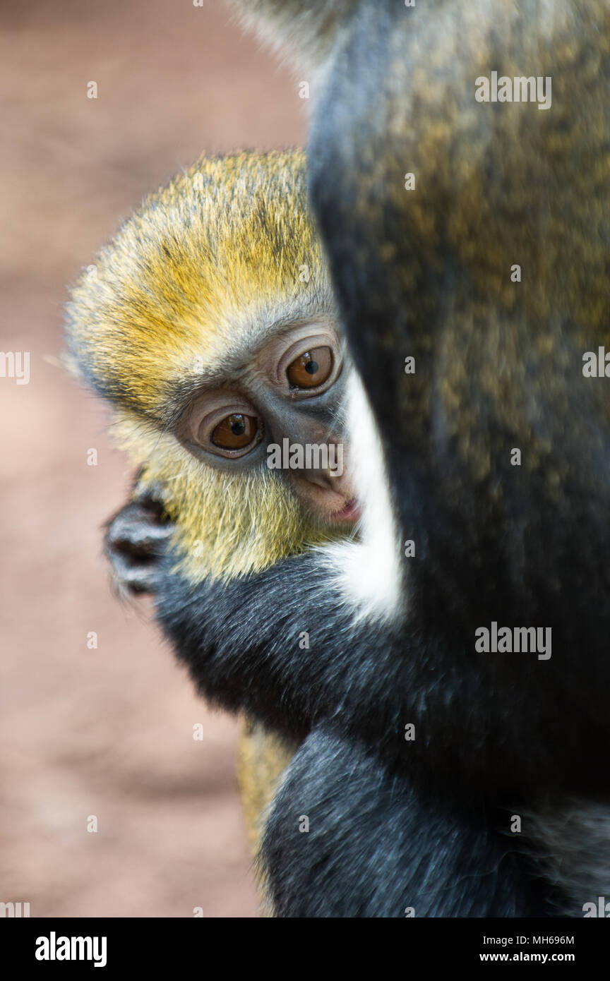 Cercopithecus mona, Ghanaian monkey's little baby cub Stock Photo - Alamy
