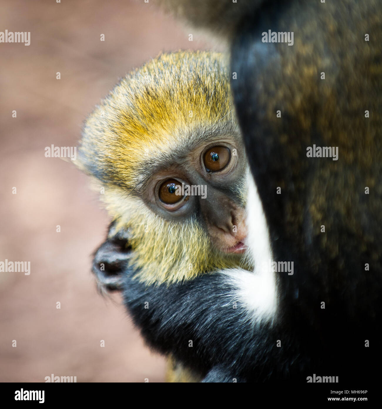 Cercopithecus mona, Ghanaian monkey's little baby cub Stock Photo - Alamy
