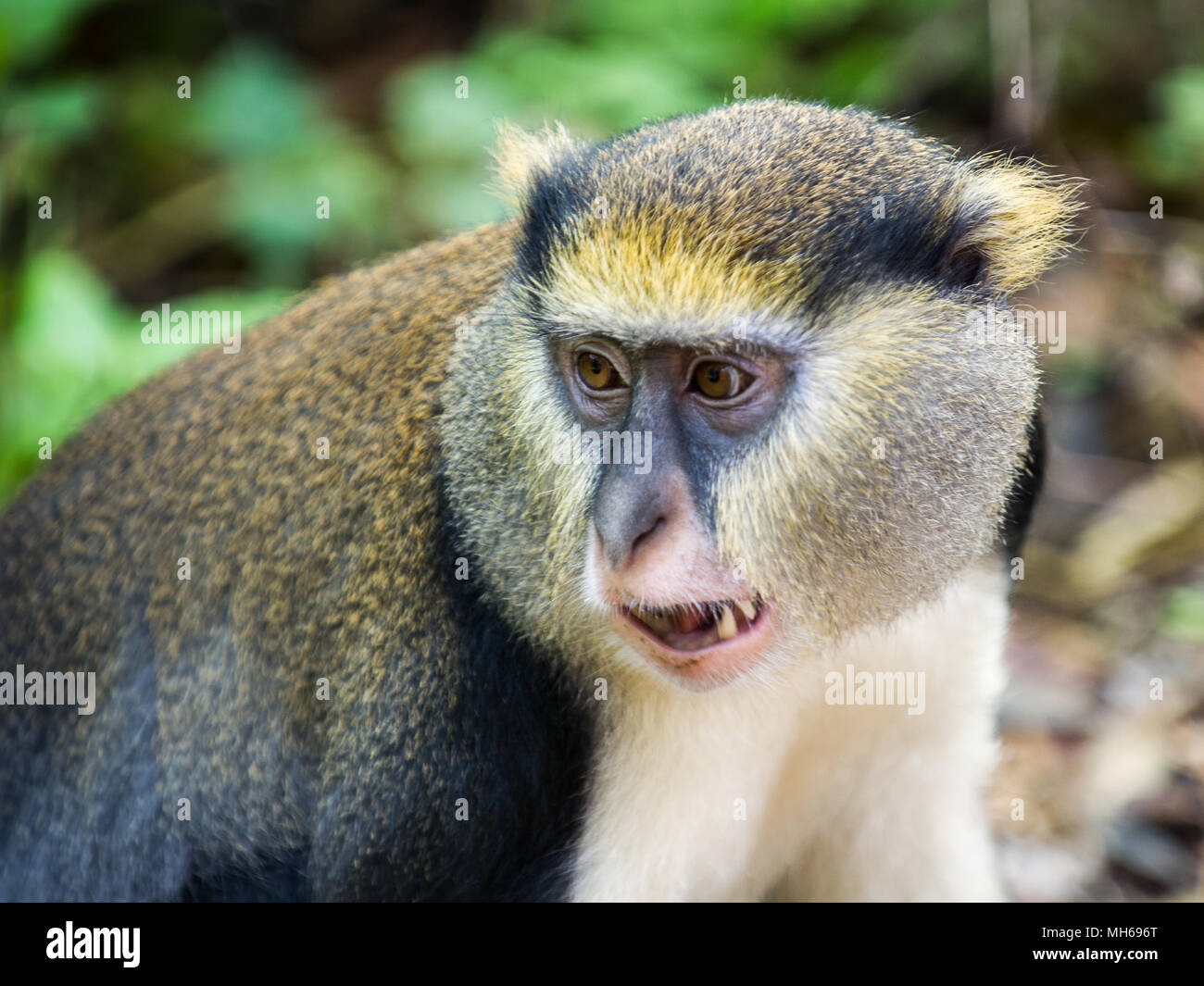 Cercopithecus mona, Ghanaian monkey Stock Photo - Alamy