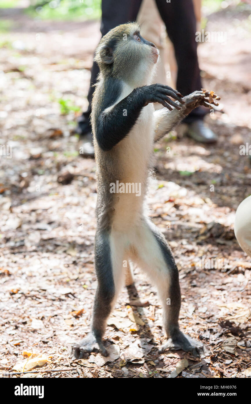 Cercopithecus mona, Ghanaian monkey jumps for the food Stock Photo - Alamy