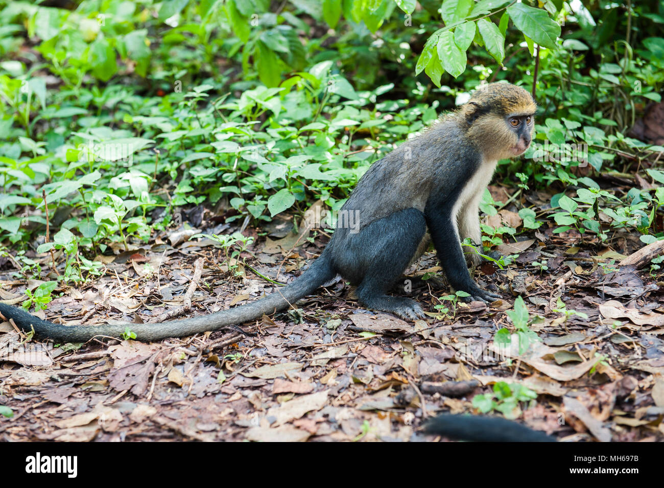 Cercopithecus mona, Ghanaian monkey Stock Photo - Alamy