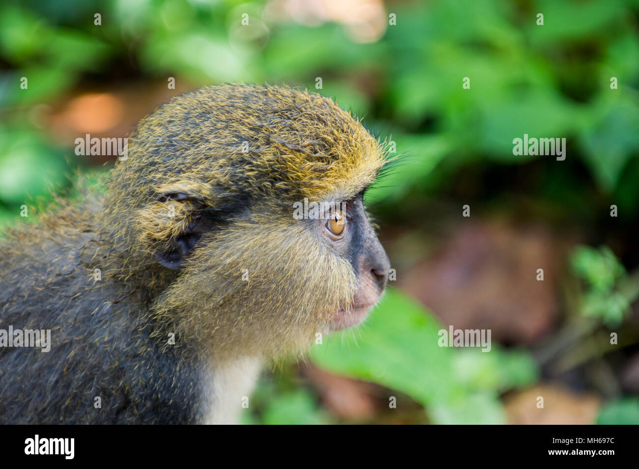 Cercopithecus Mona High Resolution Stock Photography and Images - Alamy