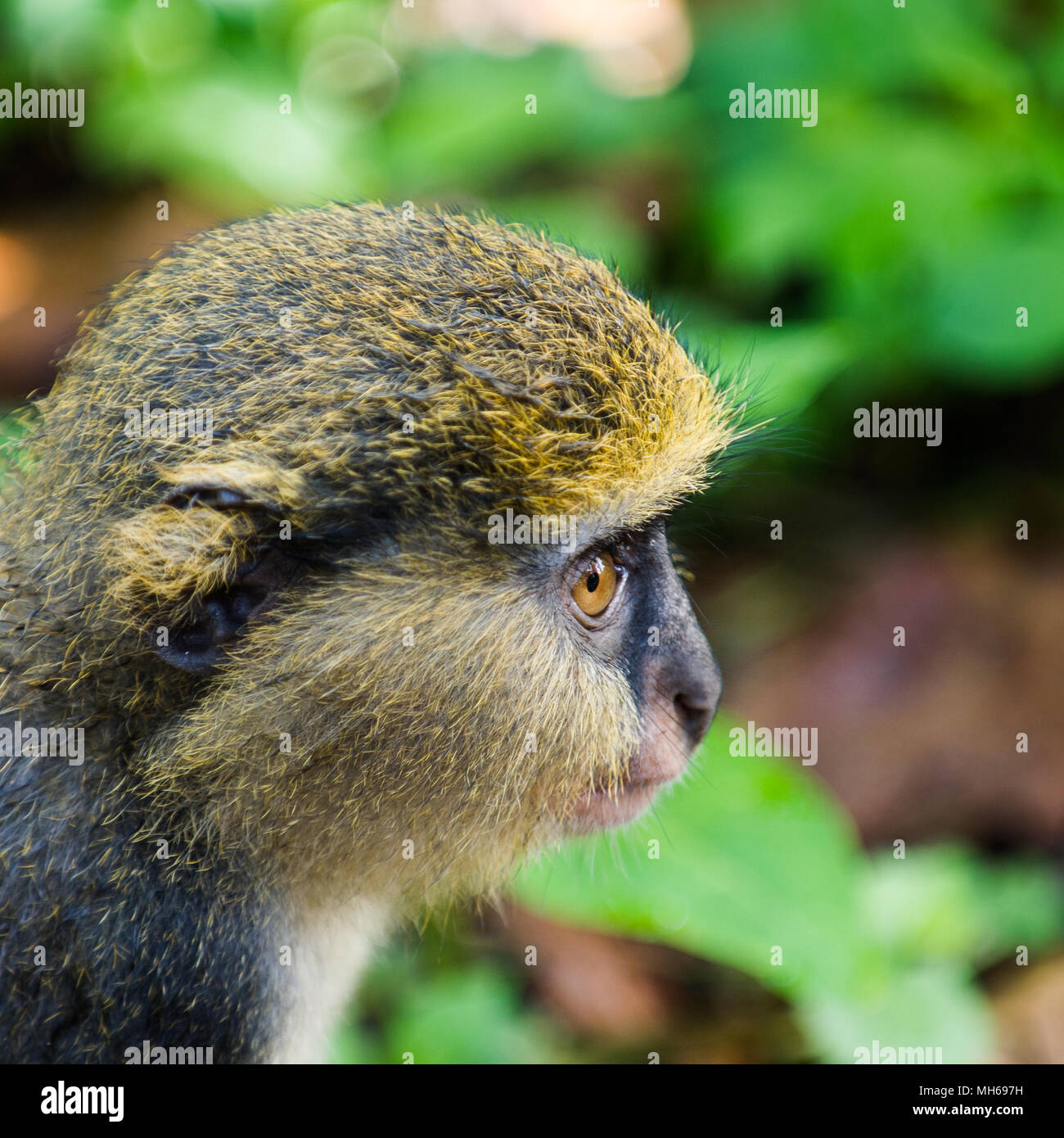 Cercopithecus mona, Ghanaian monkey Stock Photo - Alamy
