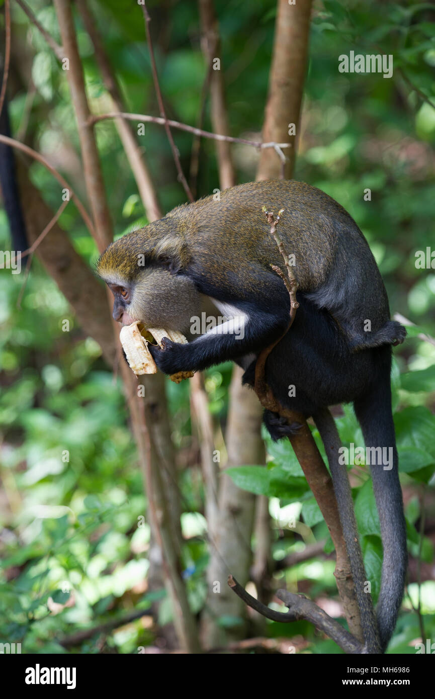 Cercopithecus mona, Ghanaian monkey Stock Photo - Alamy