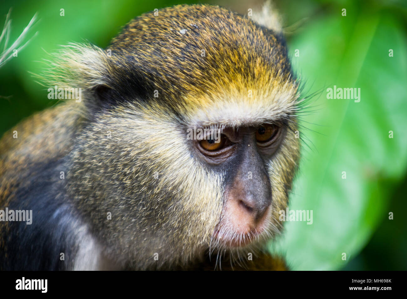 Portrait of a Monkey (Cercopithecus mona) in Ghana Stock Photo - Alamy