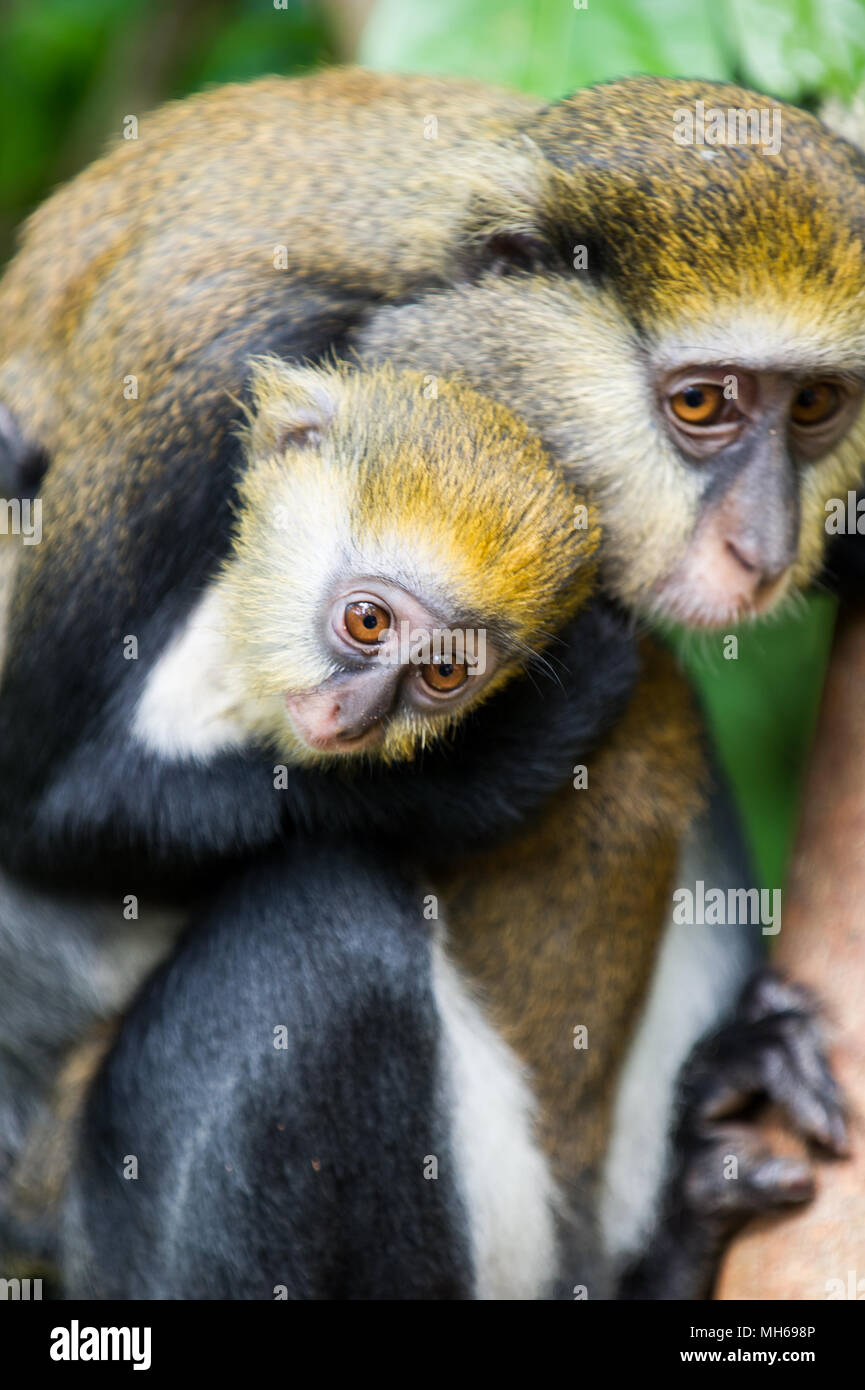 Portrait of a Monkey (Cercopithecus mona) with her baby cub in Ghana ...