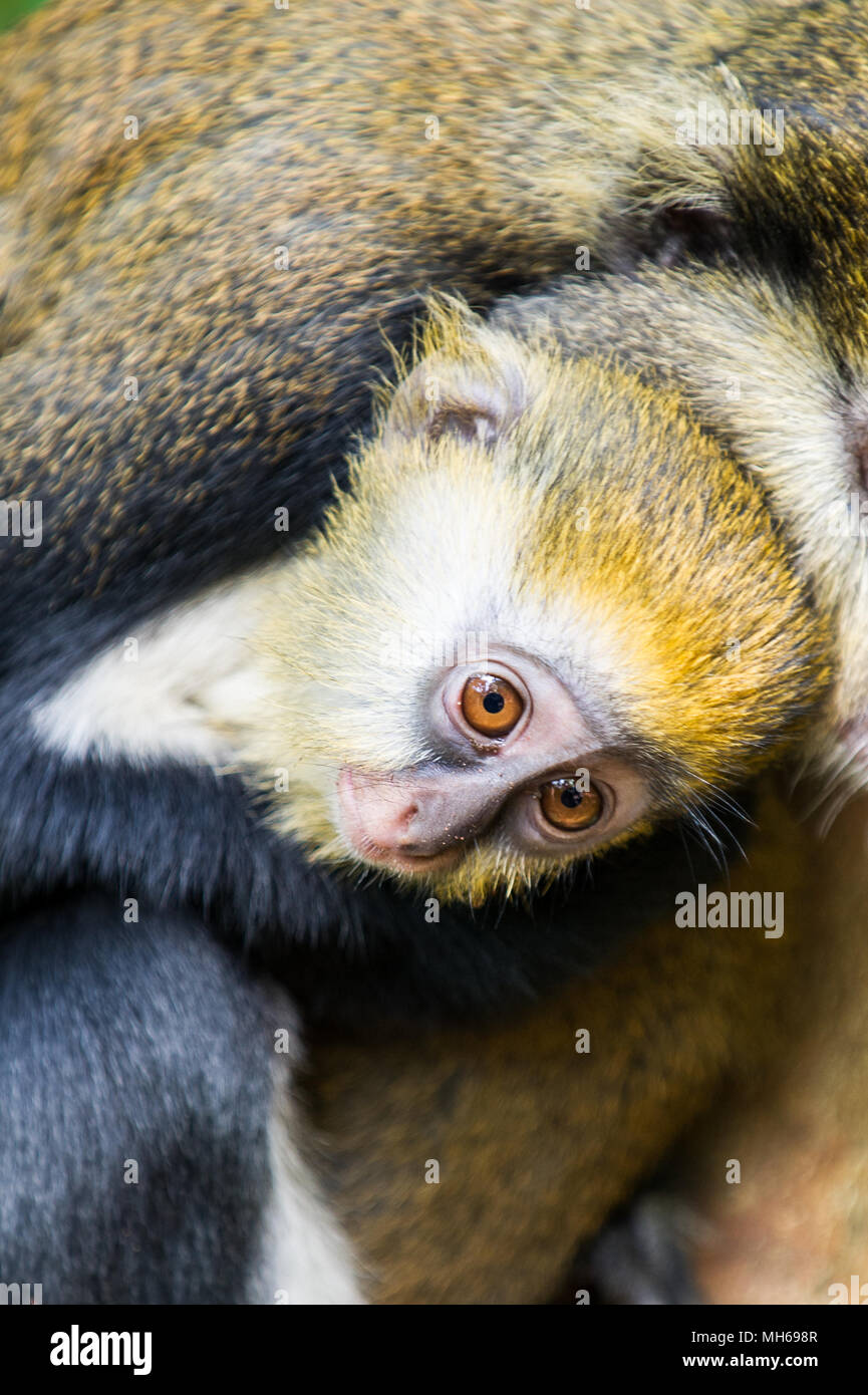 Portrait of a Monkey (Cercopithecus mona) with her baby cub in Ghana ...