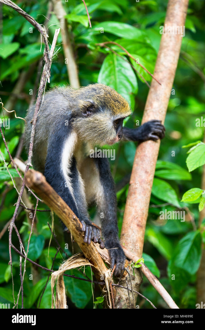 Monkey (Cercopithecus mona) on the tree in Ghana Stock Photo - Alamy