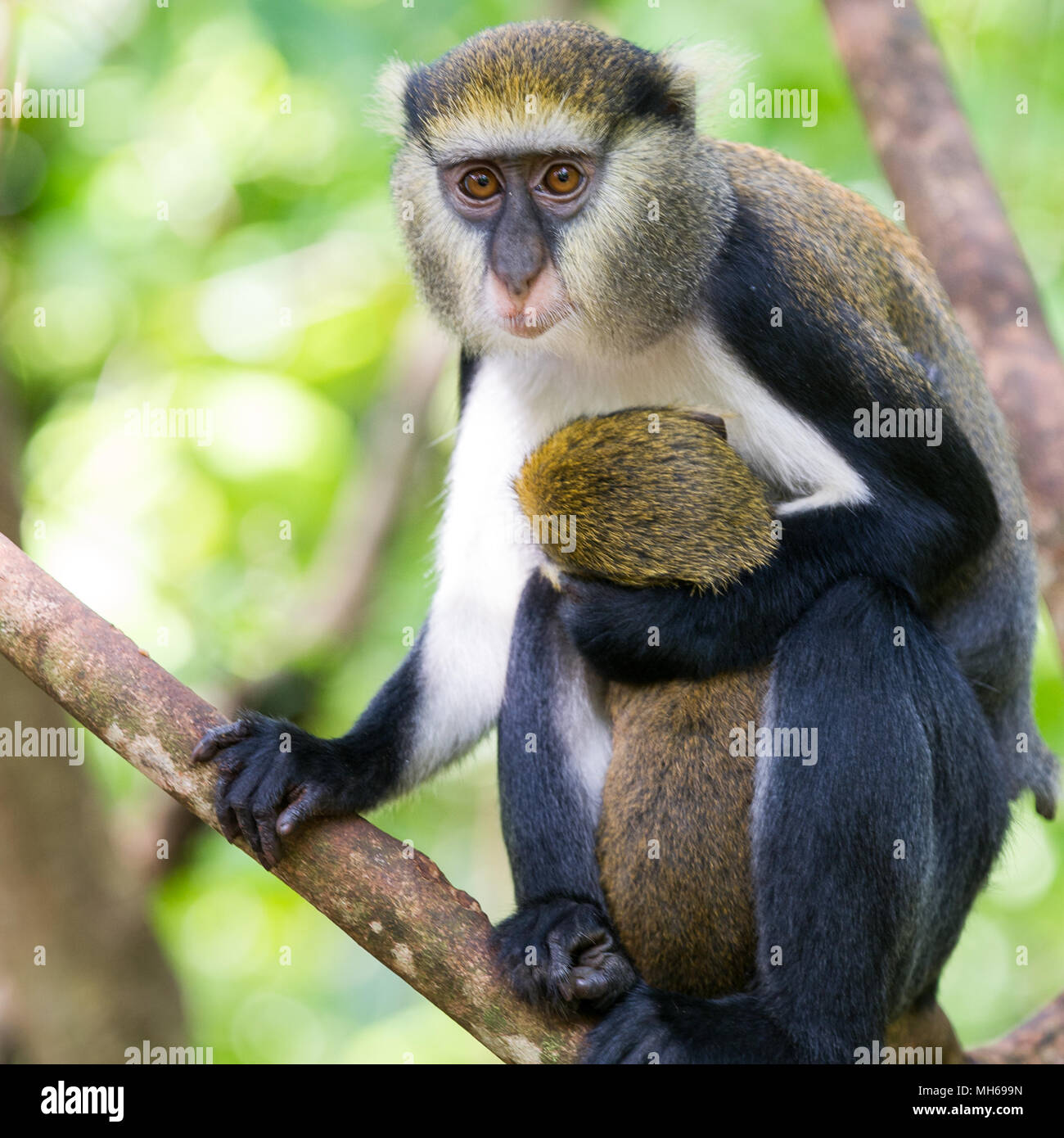 Monkey (Cercopithecus mona) jumps on the tree in Ghana Stock Photo - Alamy
